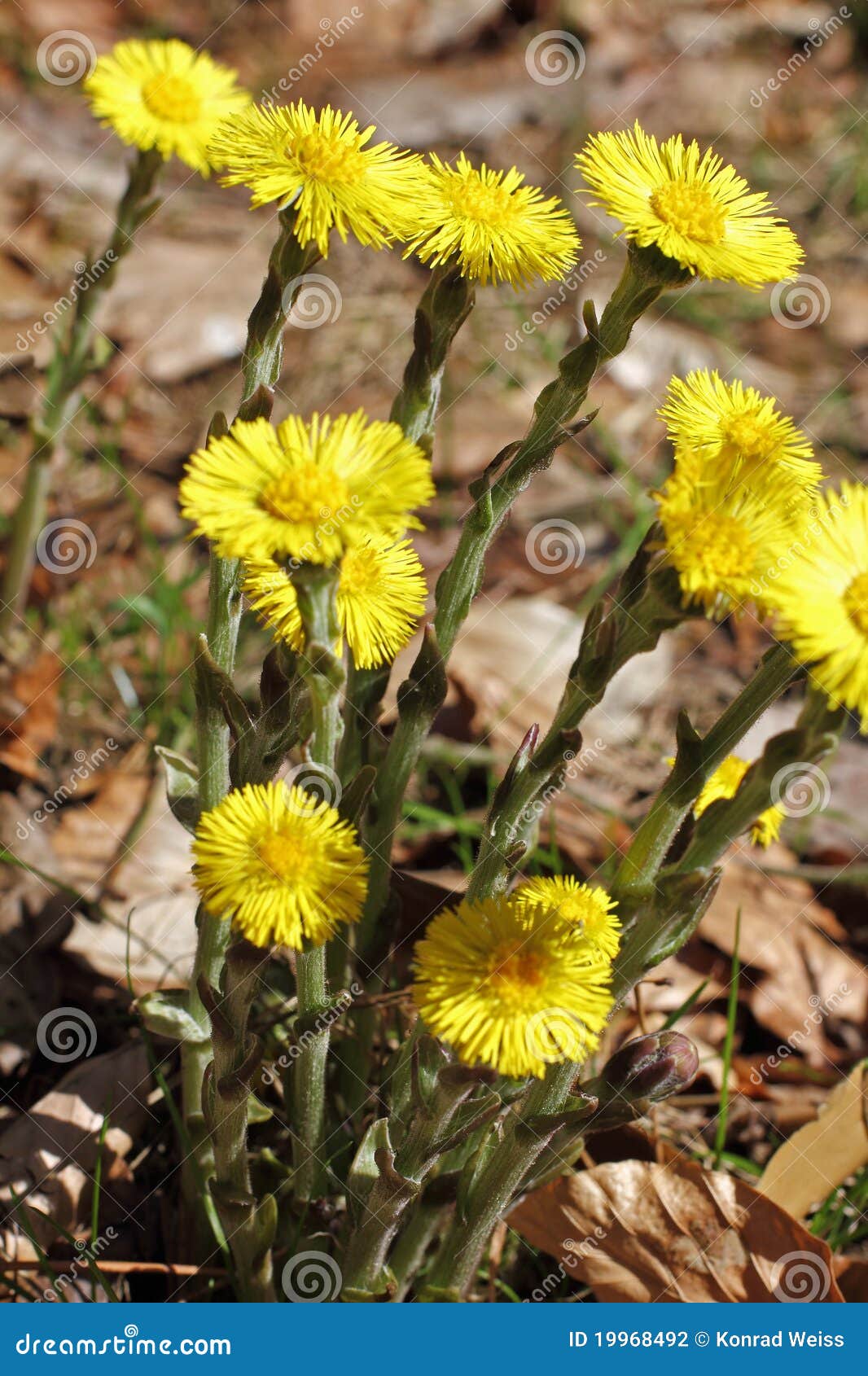 Blossoms of Coltsfoot, Tussilago Farfara Stock Photo - Image of aroma ...