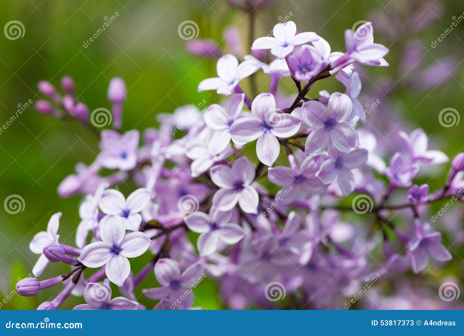 Common Lilac Syringa Vulgaris `Sensation`, Syringa Vulgaris Sensation ...