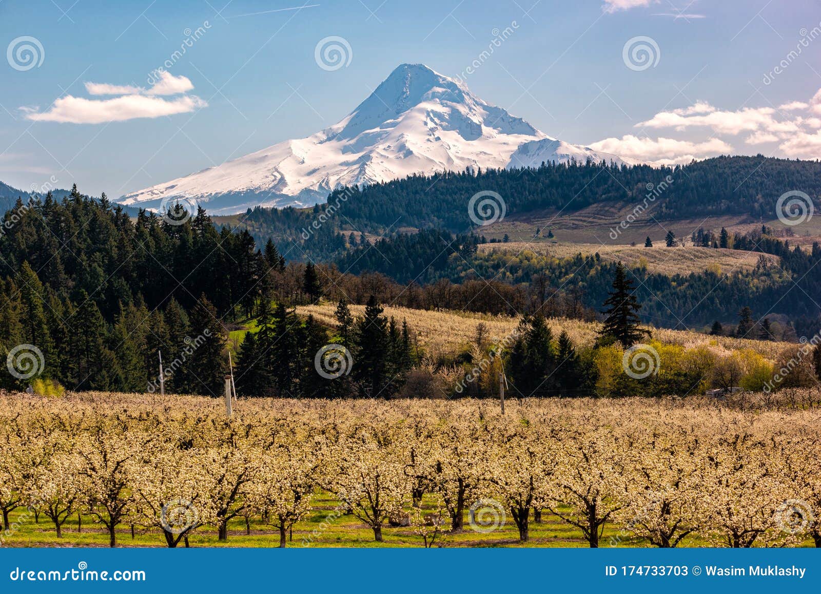 Blossoms in Hood River Fruit Loop Oregon Stock Image - Image of fruit ...