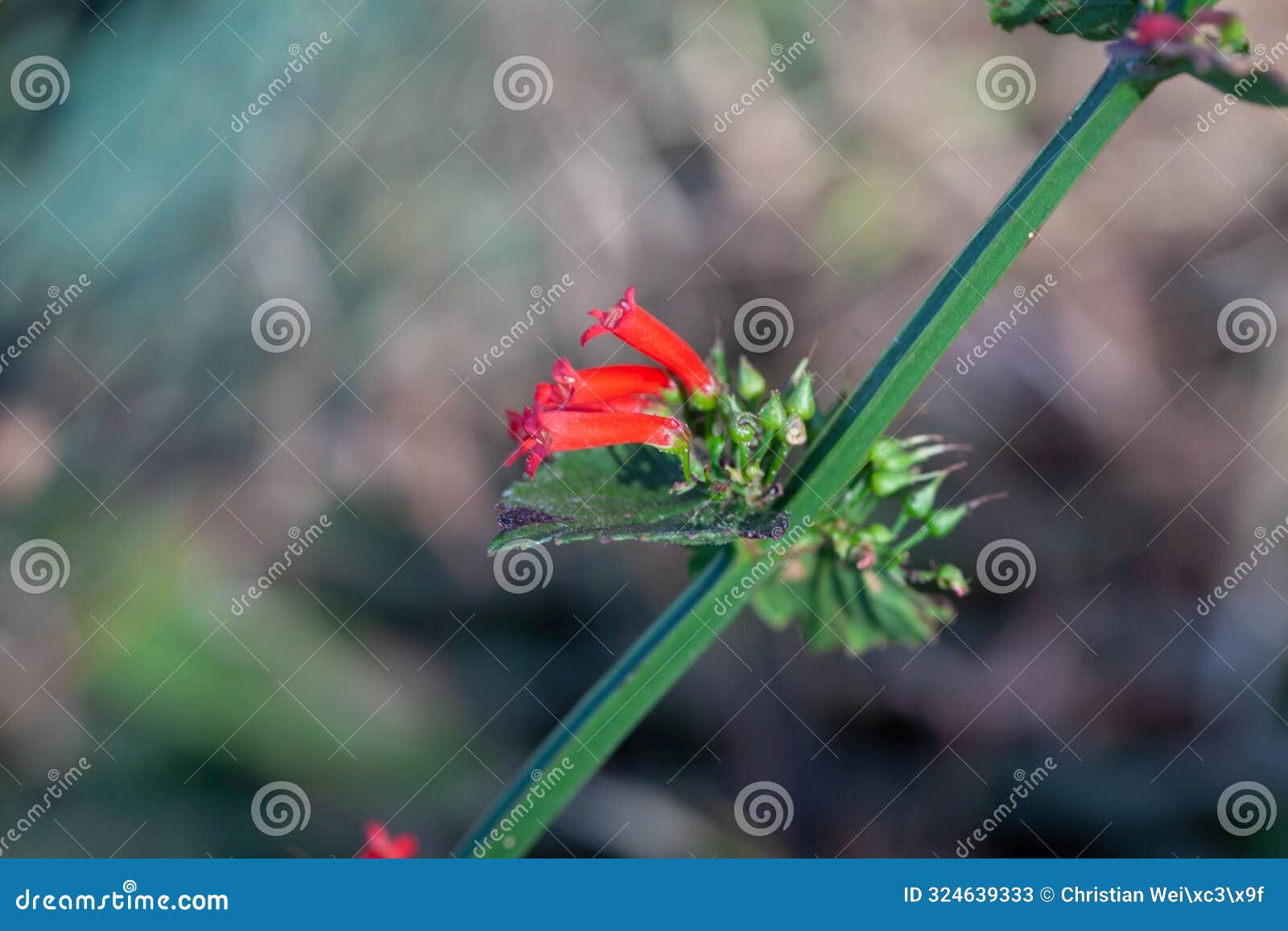 Blossoms of the Firecracker Russelia Sarmentosa Stock Image - Image of ...