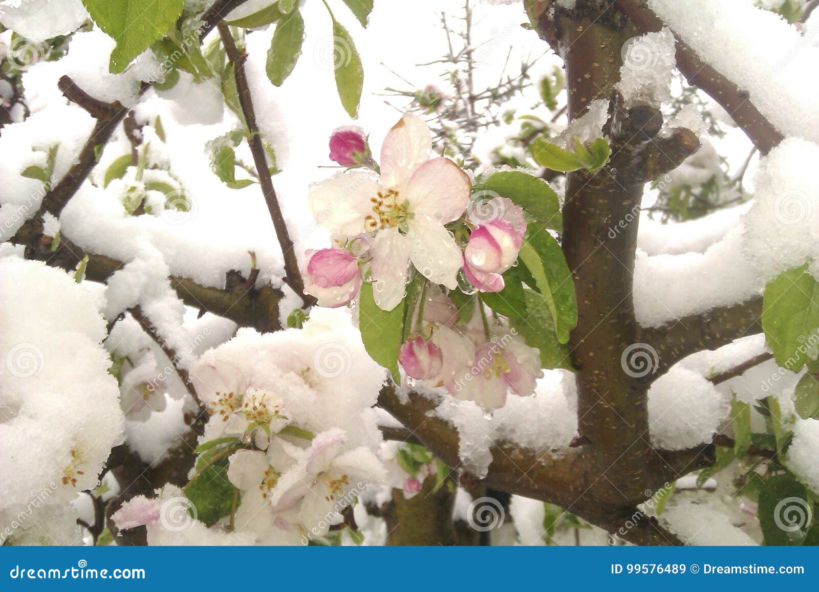 Blossoms of an Flowering Apple Tree in Spring Covered with Snow Stock ...