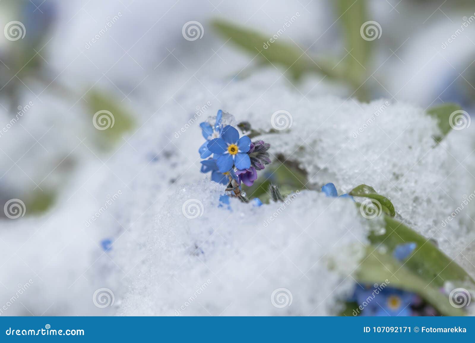 Blossoms of Forget-me-not in the Snow Stock Image - Image of floral ...