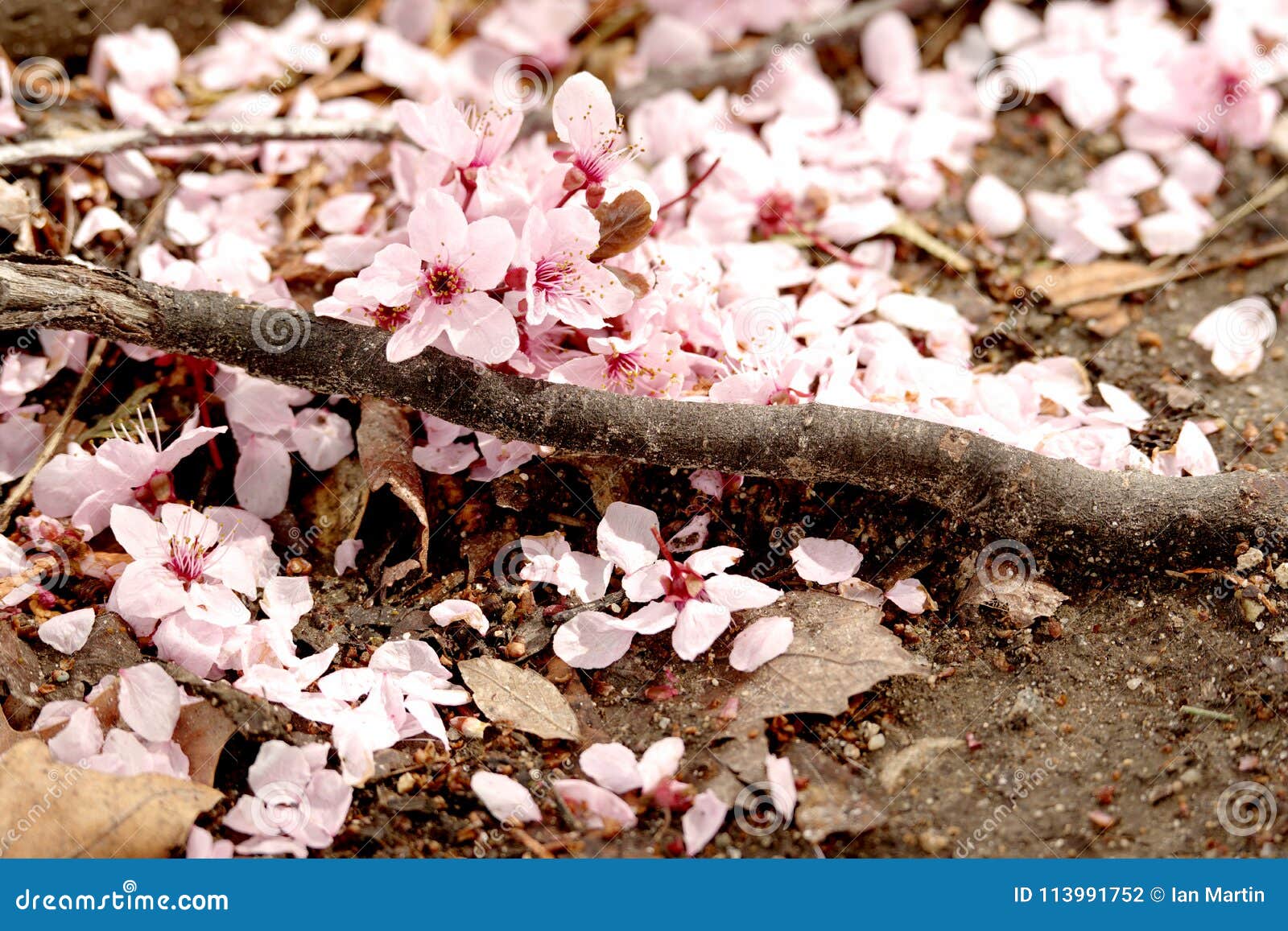 Fallen Blossoms on the Ground Stock Photo - Image of branch, ground ...