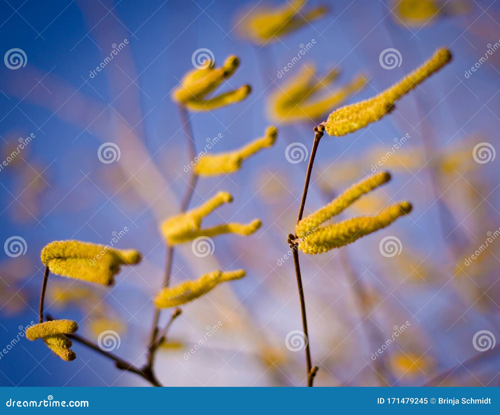 Blossoms of a Hazelnut Tree in Early Spring, Close Up, Blue Sky in the ...