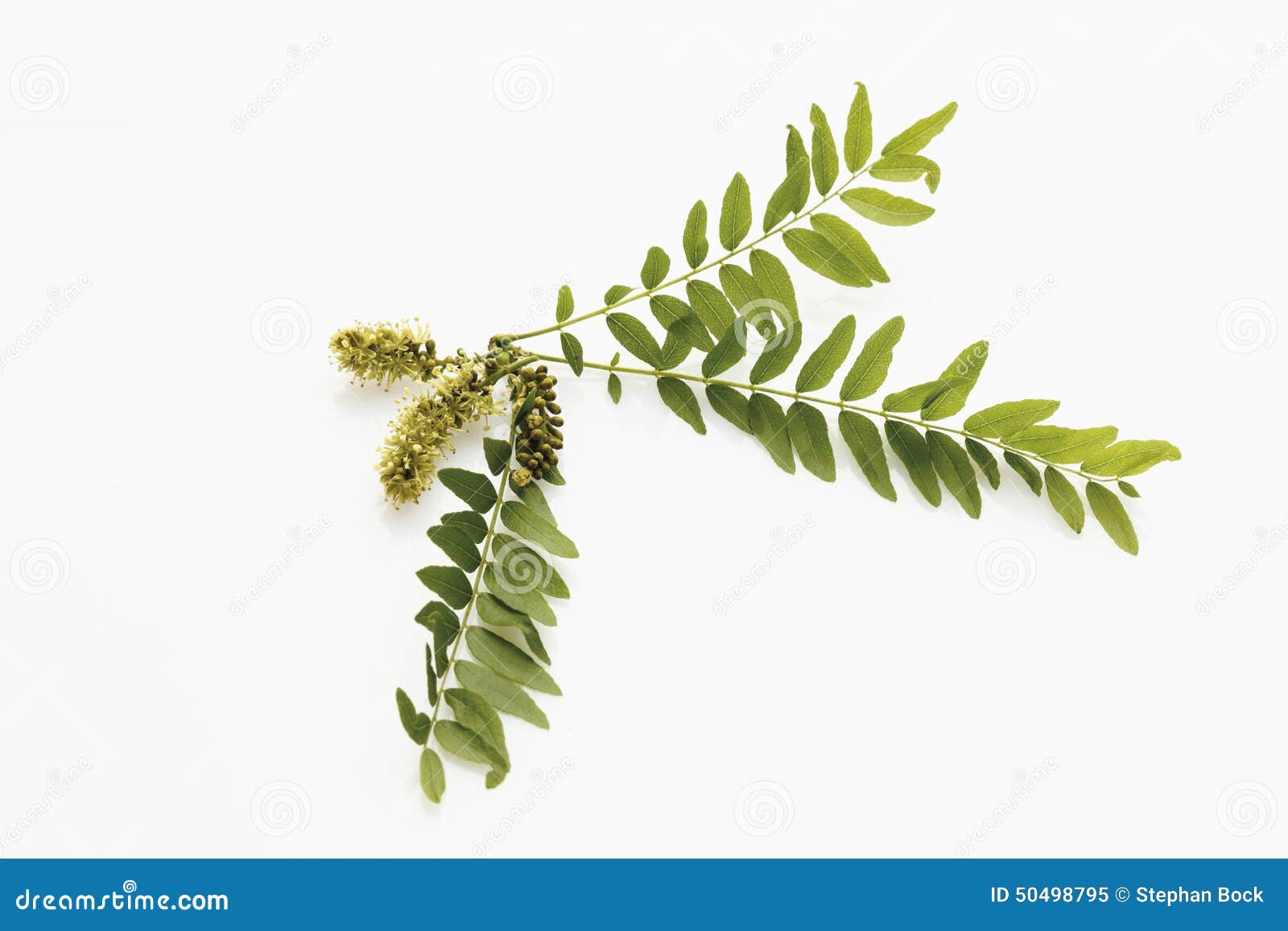 Blossoms of Honey Locust (Gleditsia Triacanthos) Stock Image - Image of ...