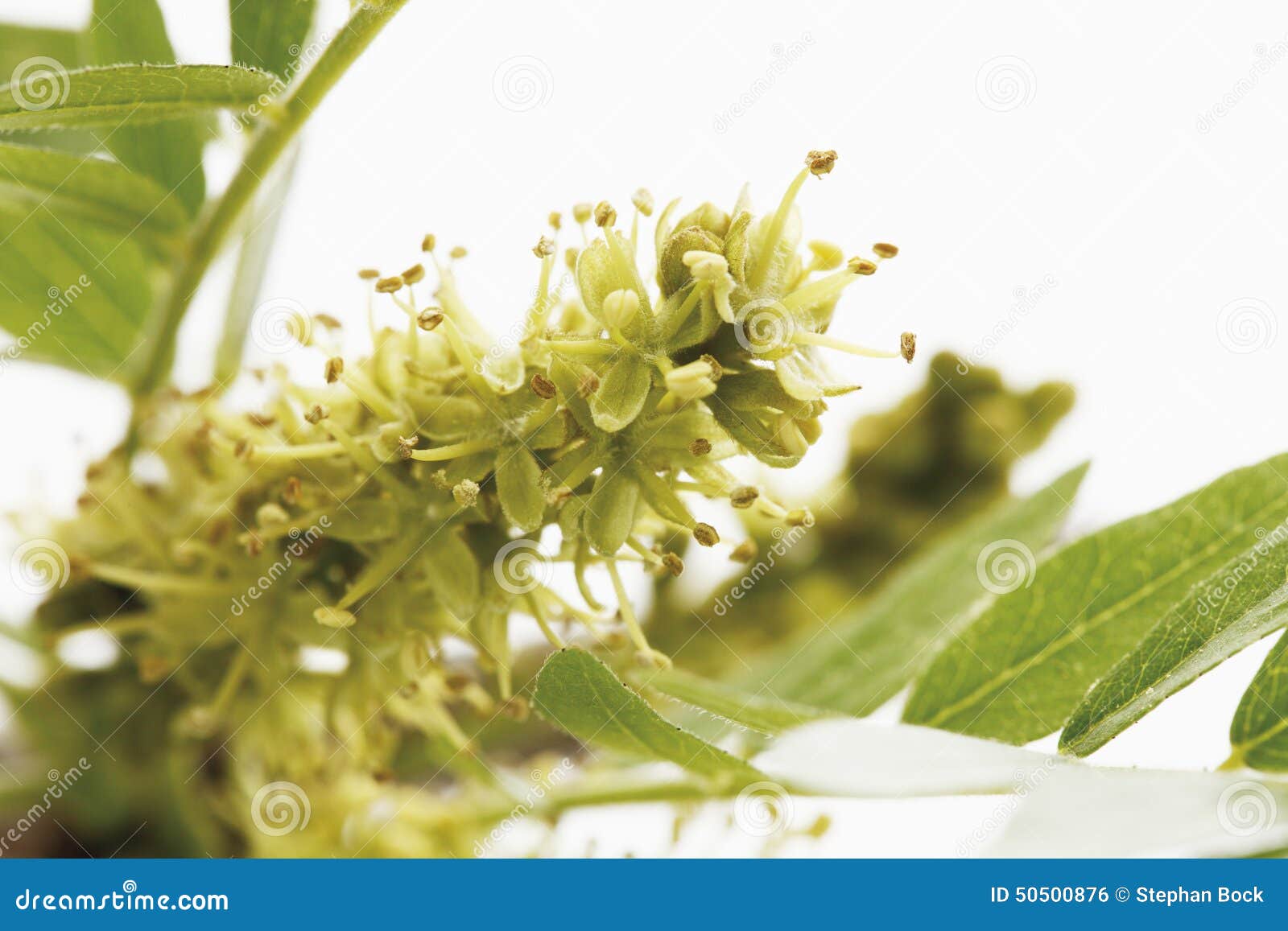 Blossoms of Honey Locust (Gleditsia Triacanthos) Stock Photo - Image of ...