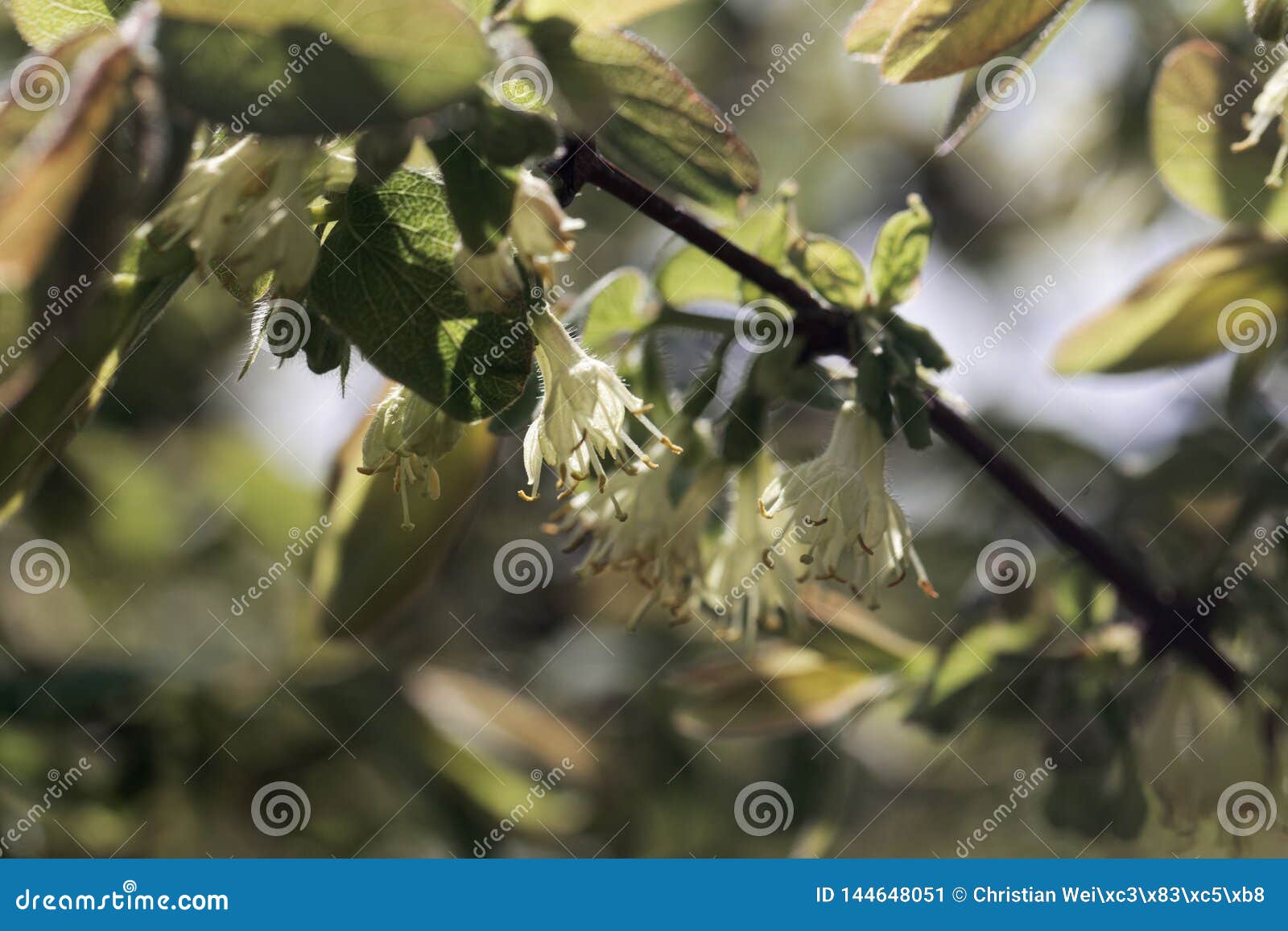 Honeyberry Lonicera Caerulea Var. Kamtschatica, Royalty-Free Stock ...
