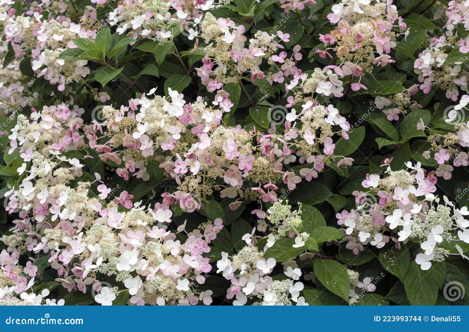 Pink and White Blossoms on a Hydrangea Tree in Summertime. Stock Photo ...