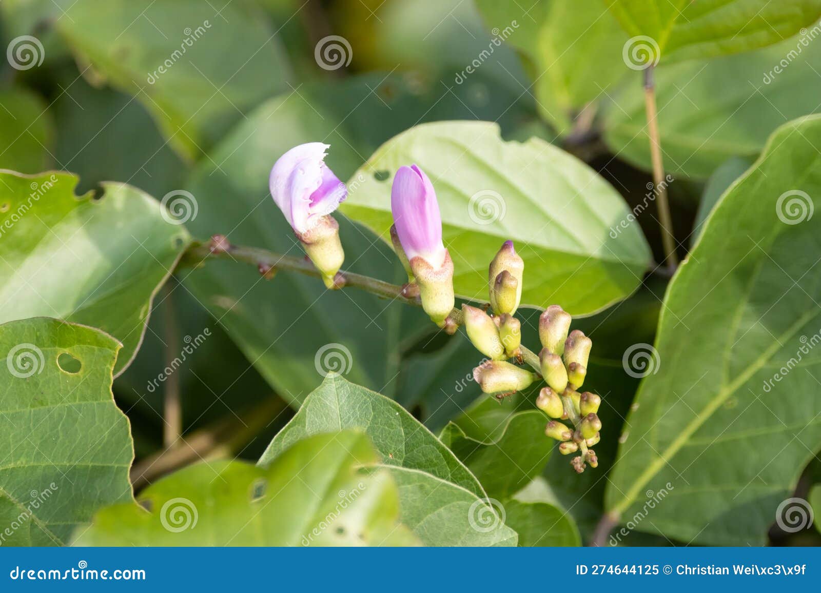 Canavalia Ensiformis