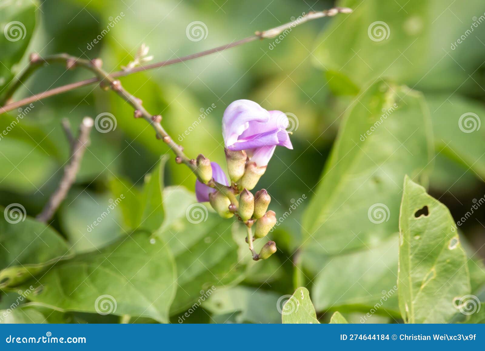 Blossoms of a Jack Bean, Canavalia Ensiformis Stock Photo - Image of ...