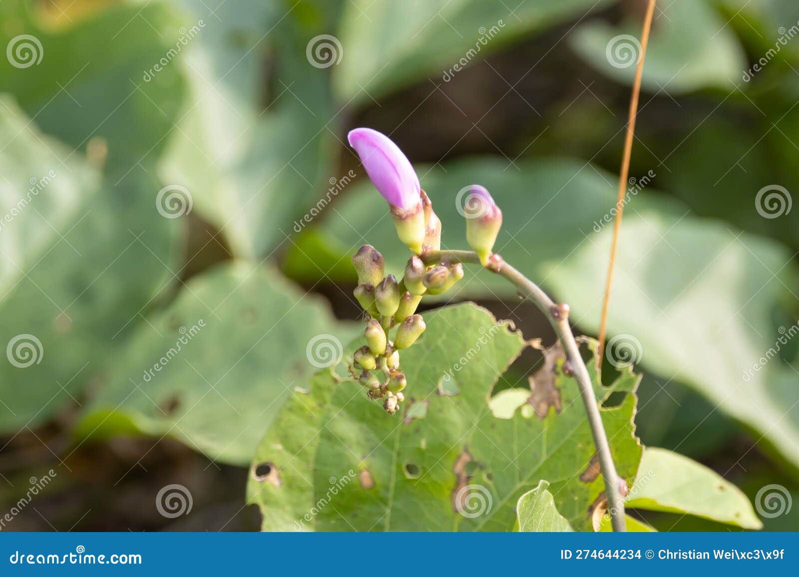 Blossoms of a Jack Bean, Canavalia Ensiformis Stock Photo - Image of ...