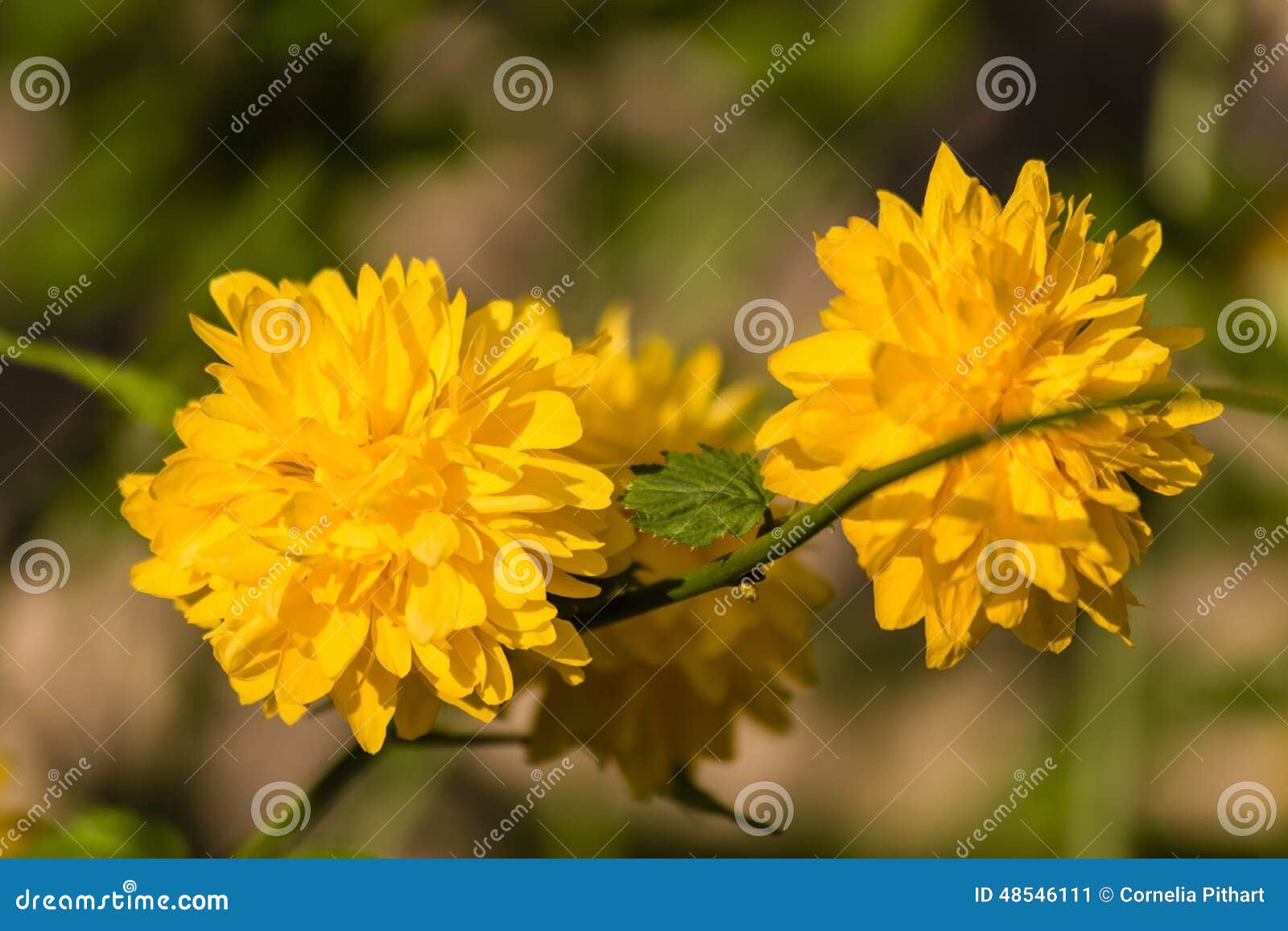 Blossoms of Kerria stock image. Image of horizontal, plentiflora - 48546111
