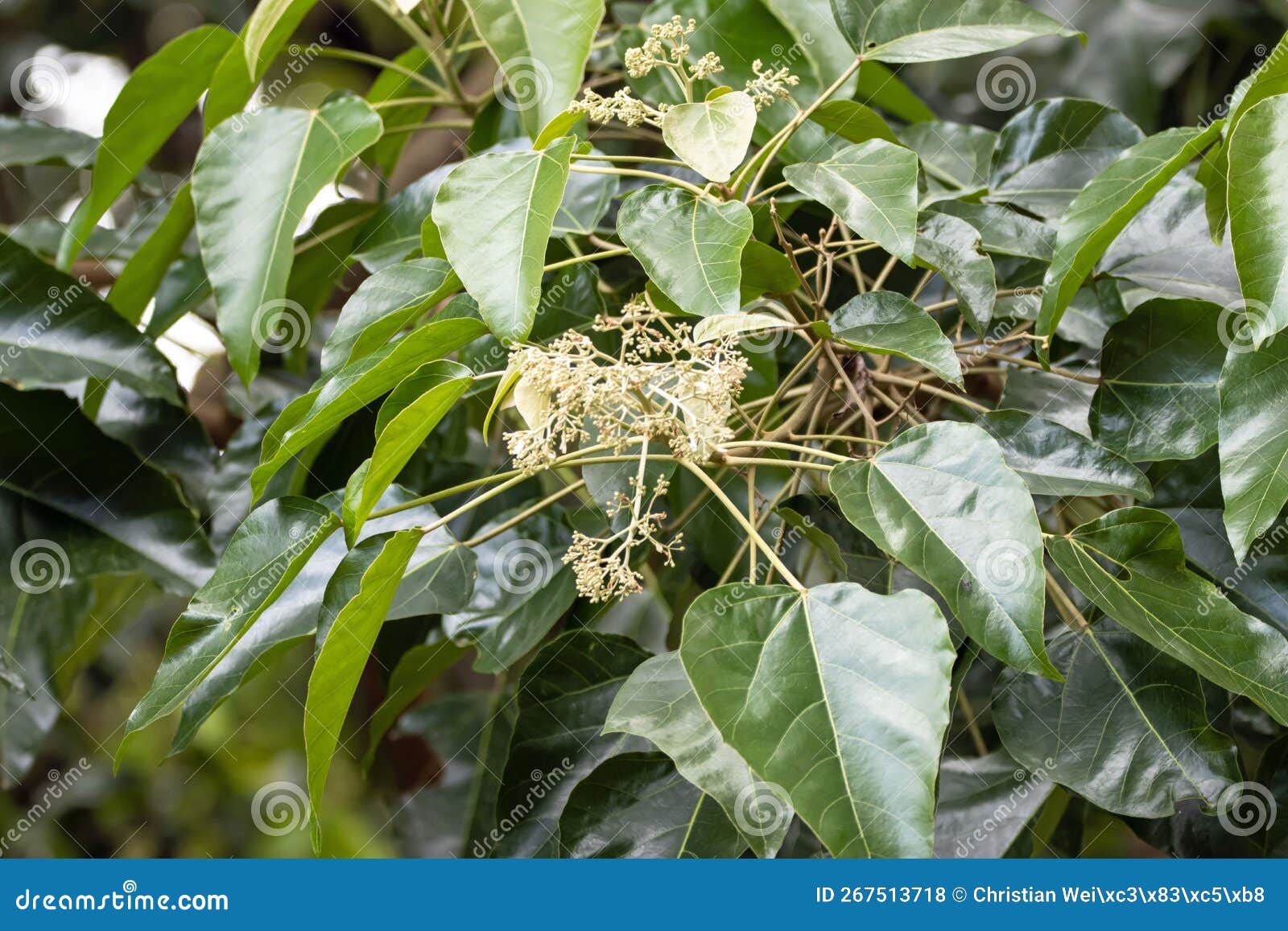 Candlenut Tree Blossoms Royalty-Free Stock Photography | CartoonDealer ...