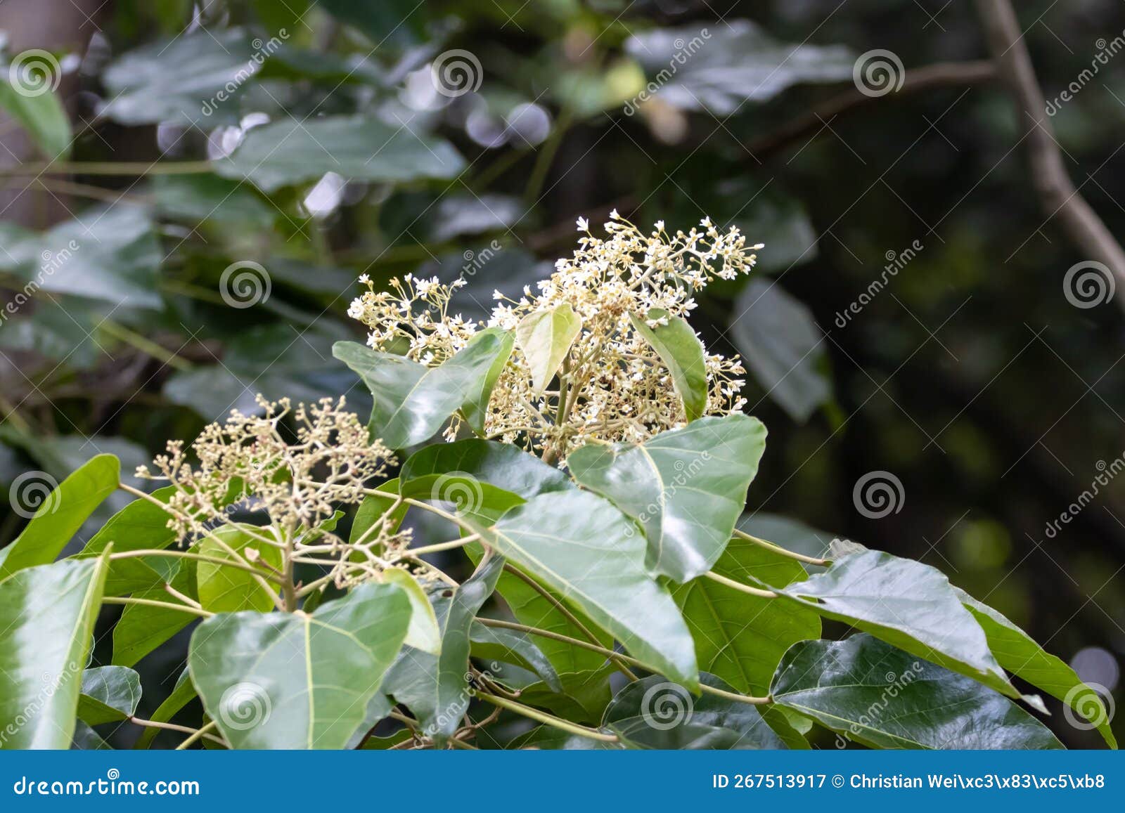 Candlenut Tree Blossoms Royalty-Free Stock Photography | CartoonDealer ...