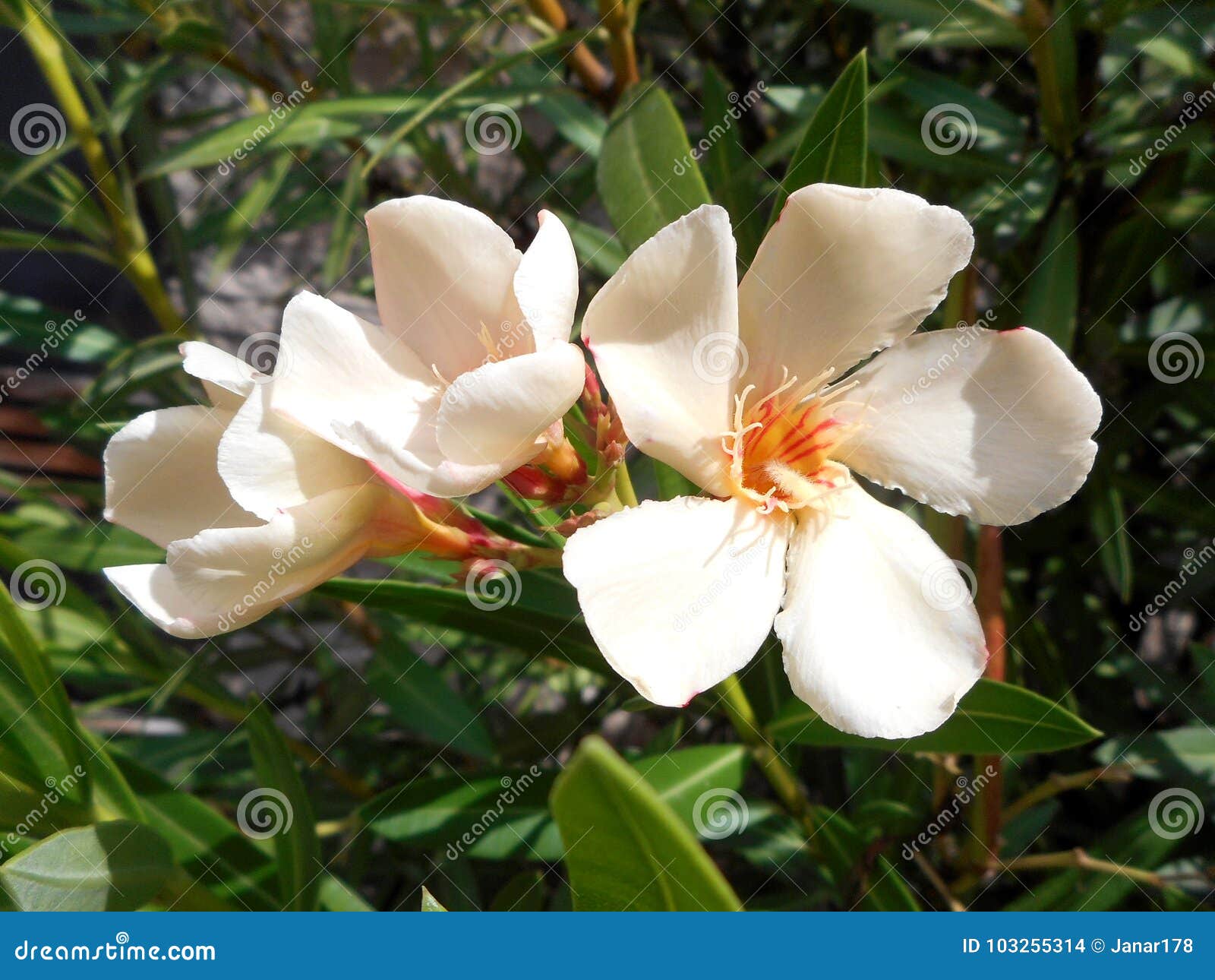 Light oleander stock photo. Image of blossoms, tree - 103255314