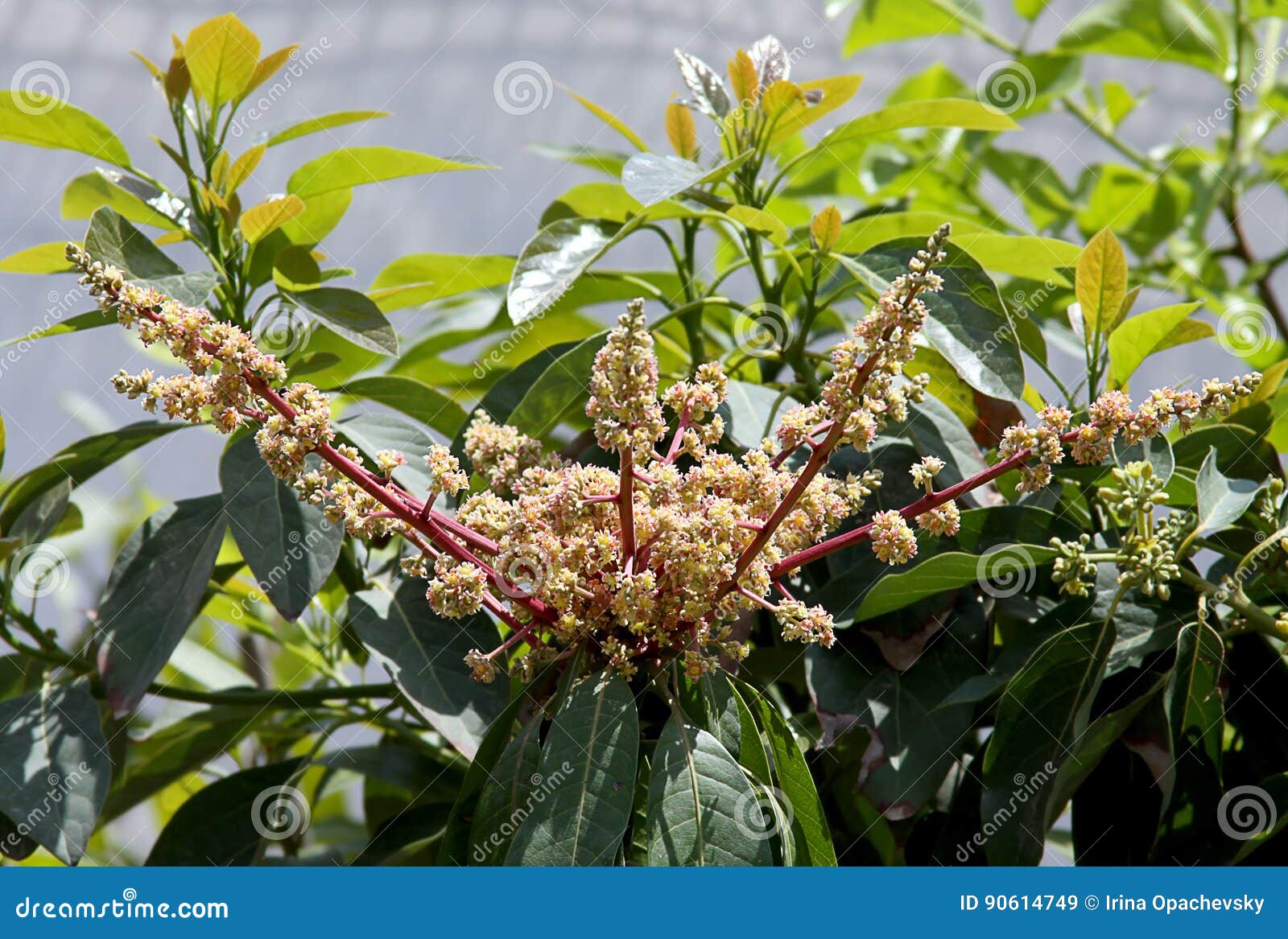 Blossoms Mango Indian Mangifera Indica Stock Image - Image of juicy ...