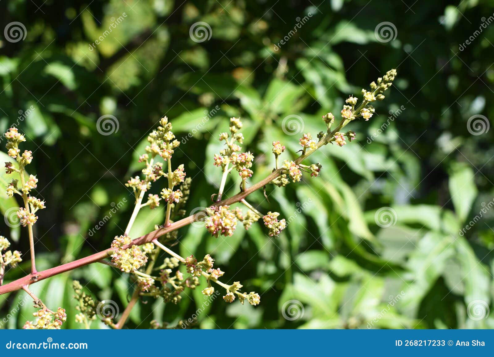 Blossoms of a mango tree. stock image. Image of exotic - 268217233