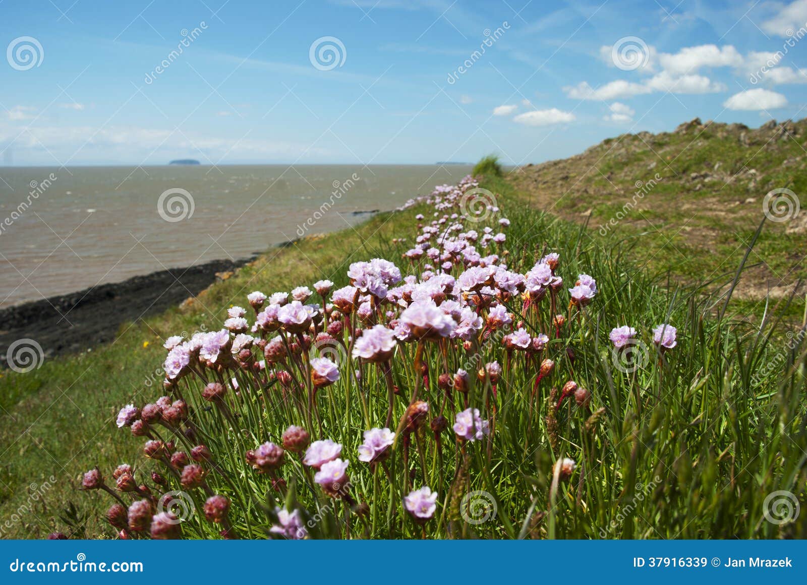 Blossoms near sea stock image. Image of sandrhyne, grass - 37916339