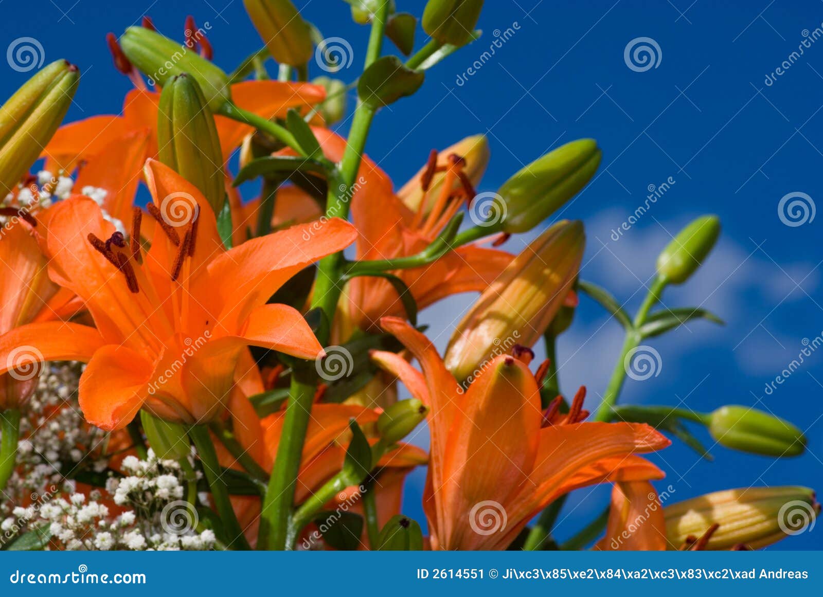 Blossoms of Orange liles, stock image. Image of blossom - 2614551