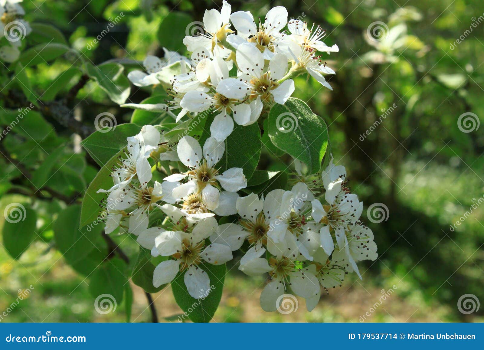Blossoms of a pear tree stock photo. Image of beautiful - 179537714