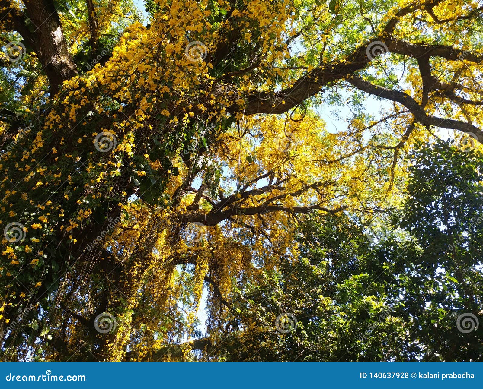 Blossoms @ pera stock photo. Image of peradeniya, flowers - 140637928