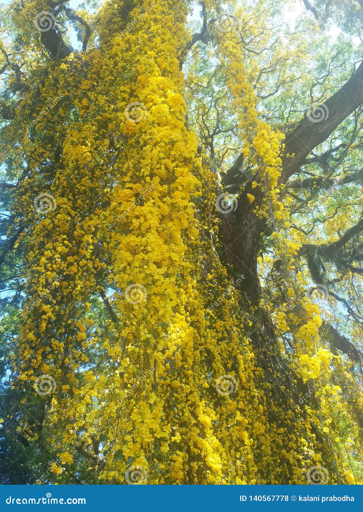 Blossoms @ pera stock photo. Image of blooming, peradeniya - 140567778
