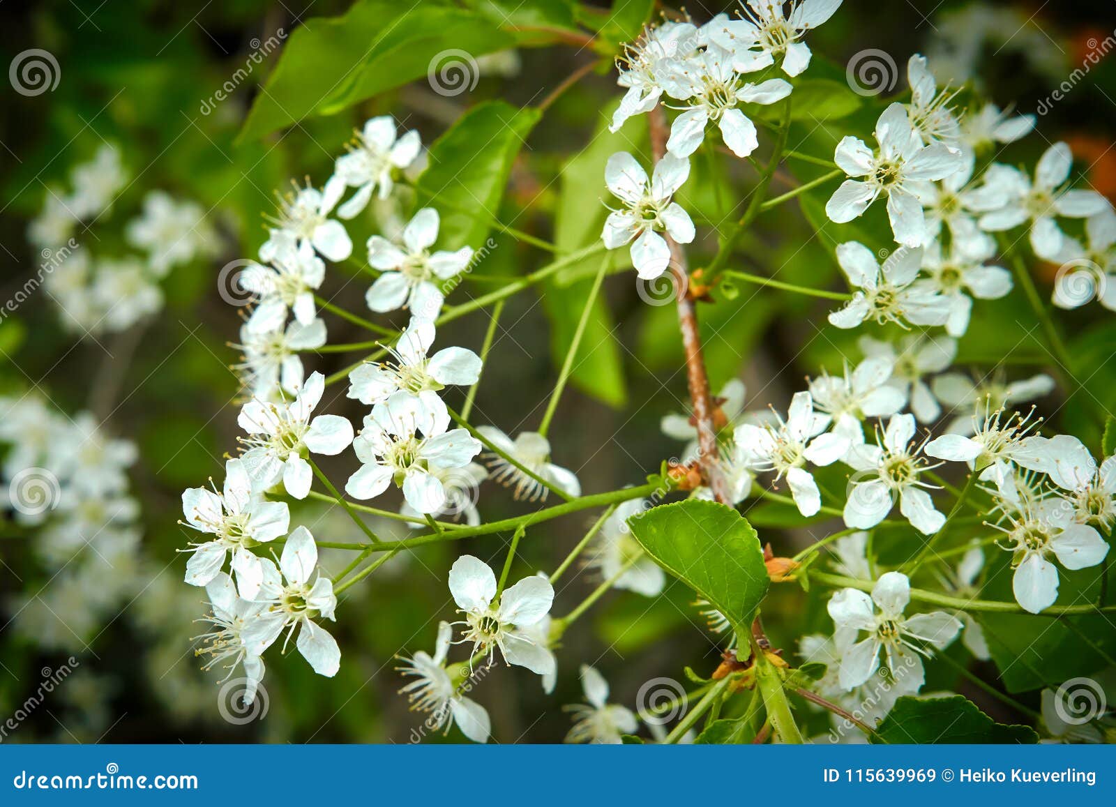 Blossoms of a Prunus Mahaleb Stock Image - Image of colorful, outdoors ...