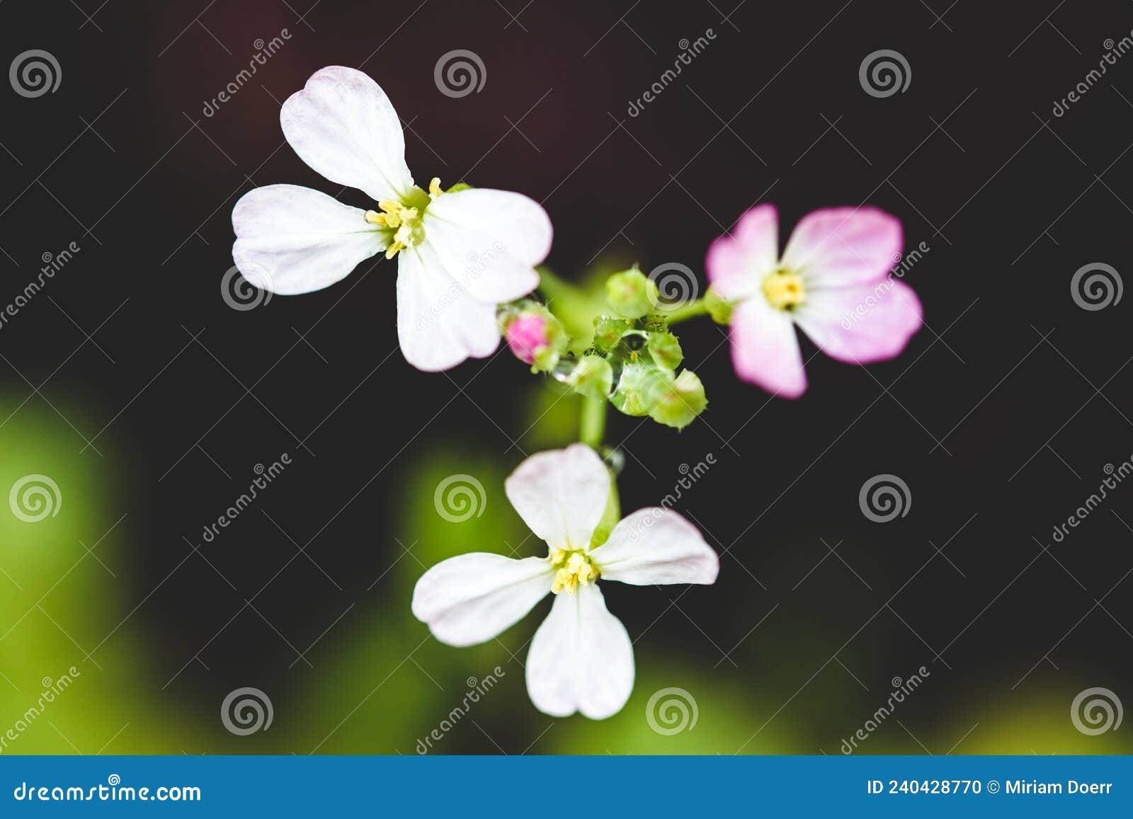 Blossoms of a Radish Plant, Black Background Stock Photo - Image of ...