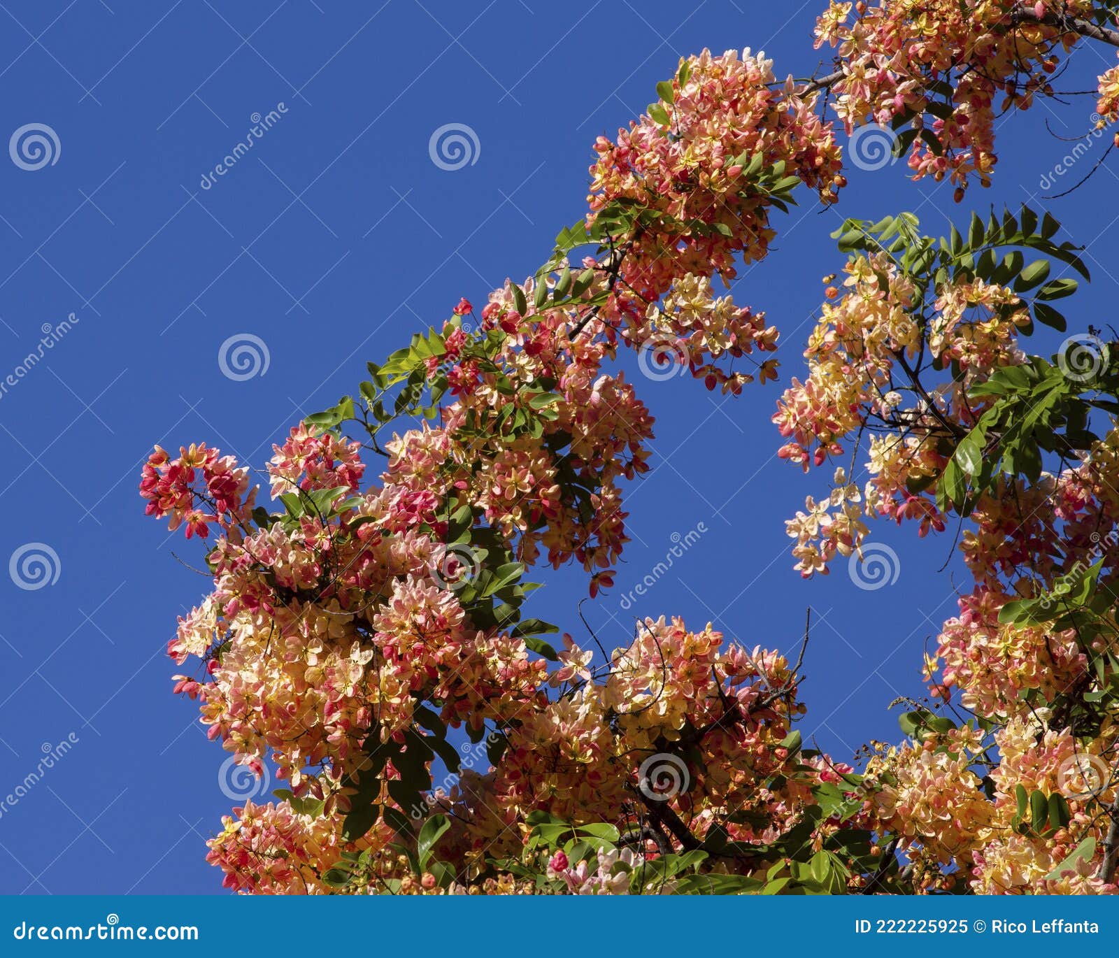 Blossoms Rainbow Shower Tree Stock Image | CartoonDealer.com #222225925
