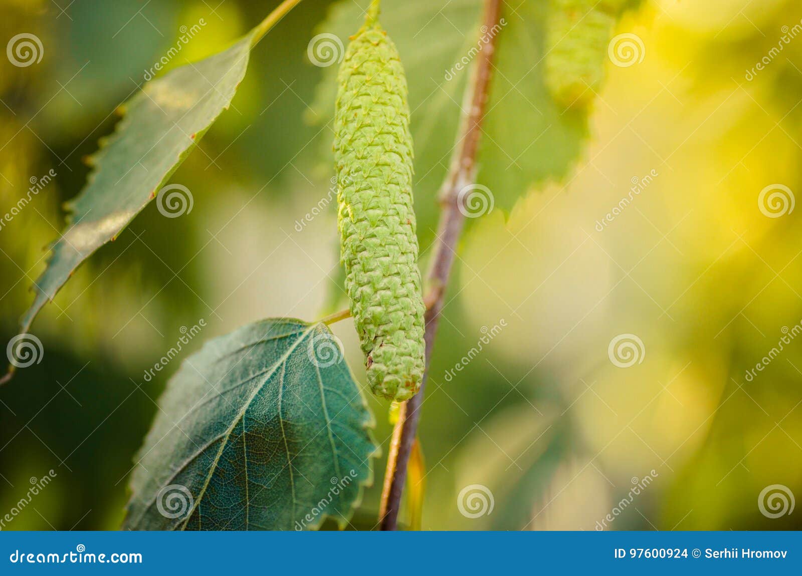 Blossoms Tree Birch with Young Green Leaves Stock Photo - Image of ...