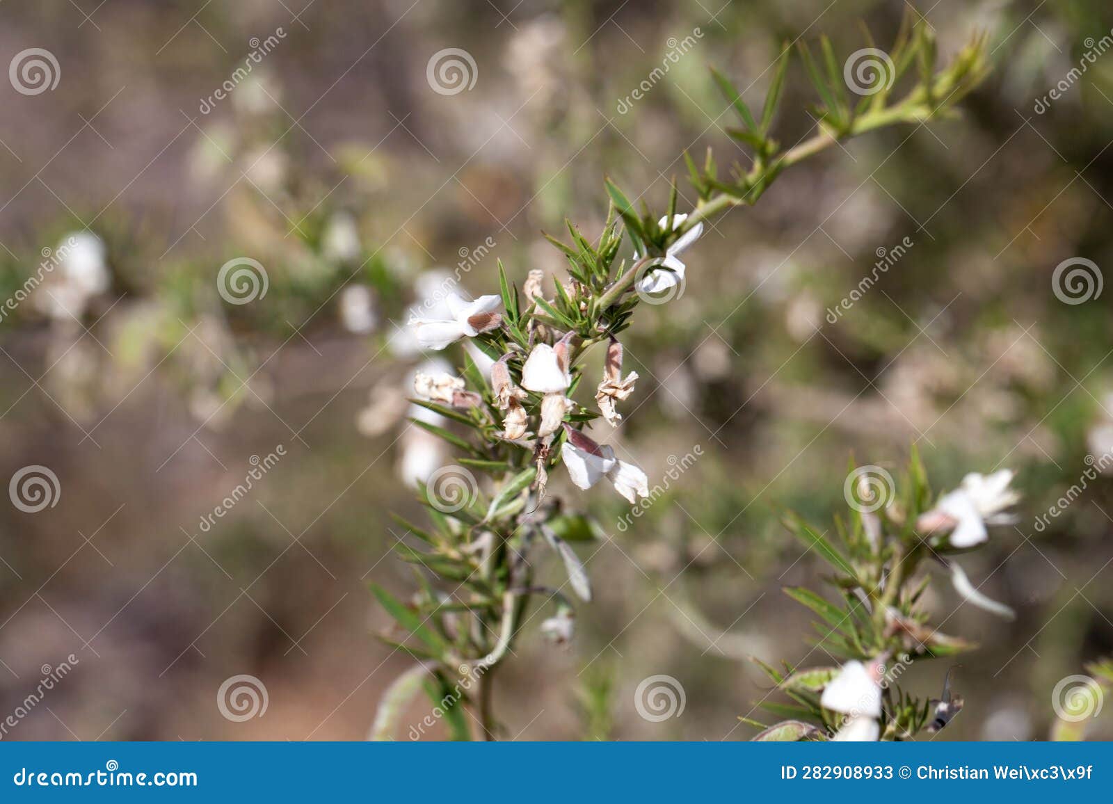 Blossoms of a Tree Lucerne, Chamaecytisus Prolifer Stock Image - Image ...