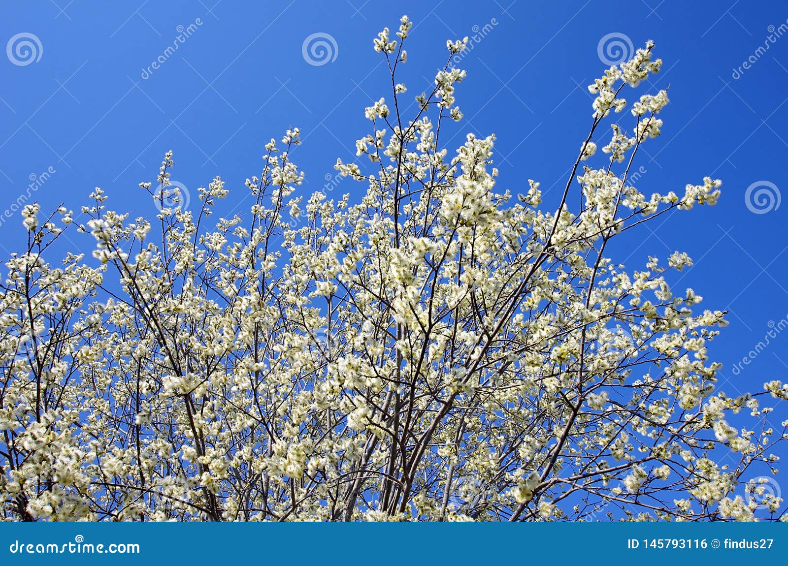 Blossoms on a Tree in Spring Stock Photo - Image of april, scenic ...