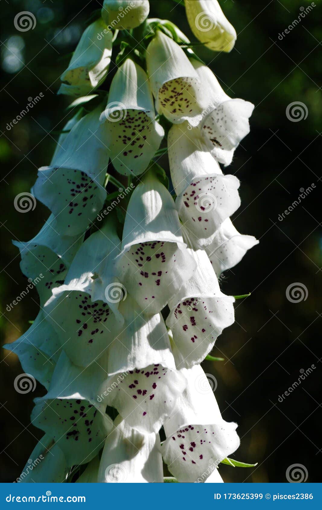 Blossoms of White Foxglove in the Sun Stock Image - Image of beautiful ...
