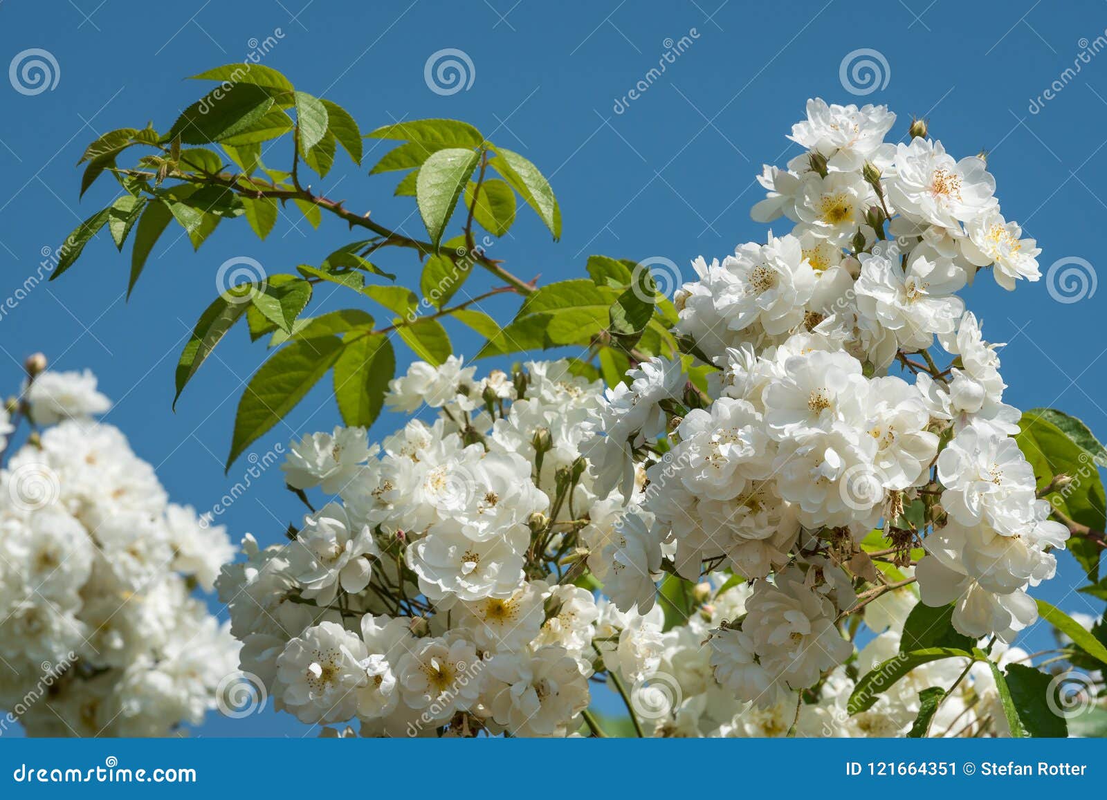 Blossoms of a White Rambler Rose on a Sunny Day in Spring Stock Image ...