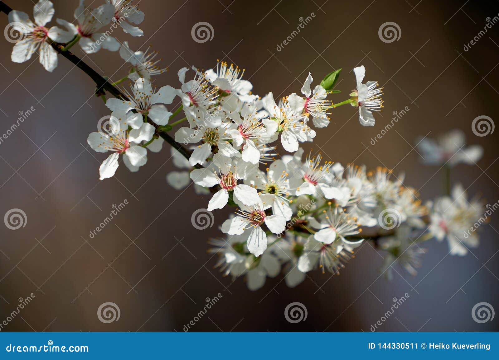 Blossoms on a Wild Cherry Tree Stock Image - Image of branched ...