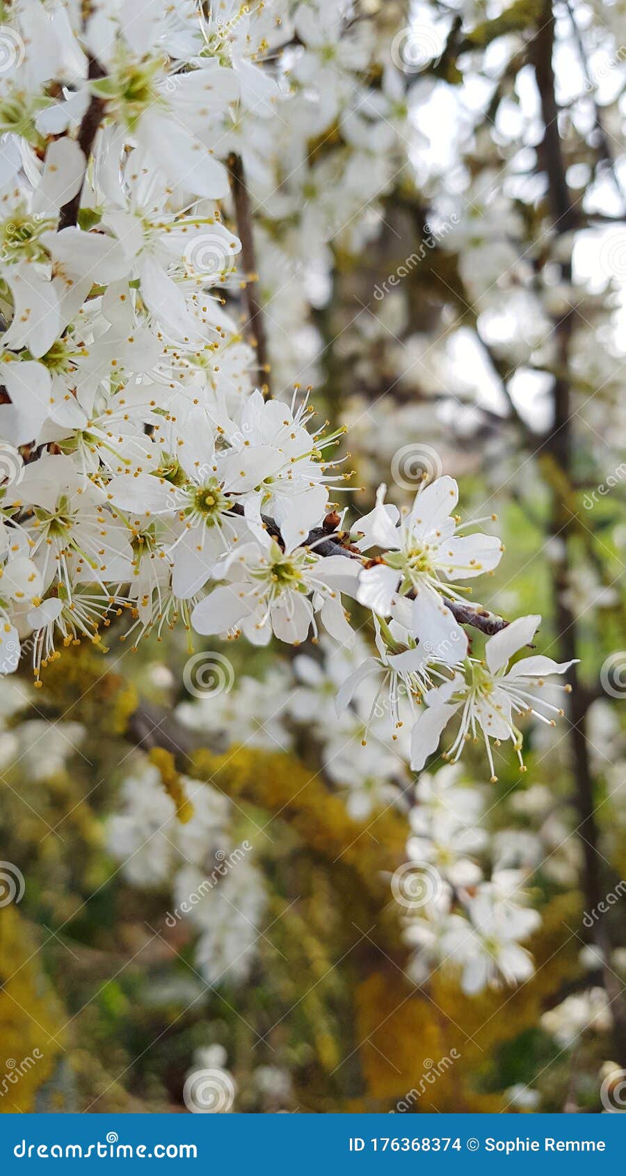 Blossum at the tree stock photo. Image of white, blossum - 176368374