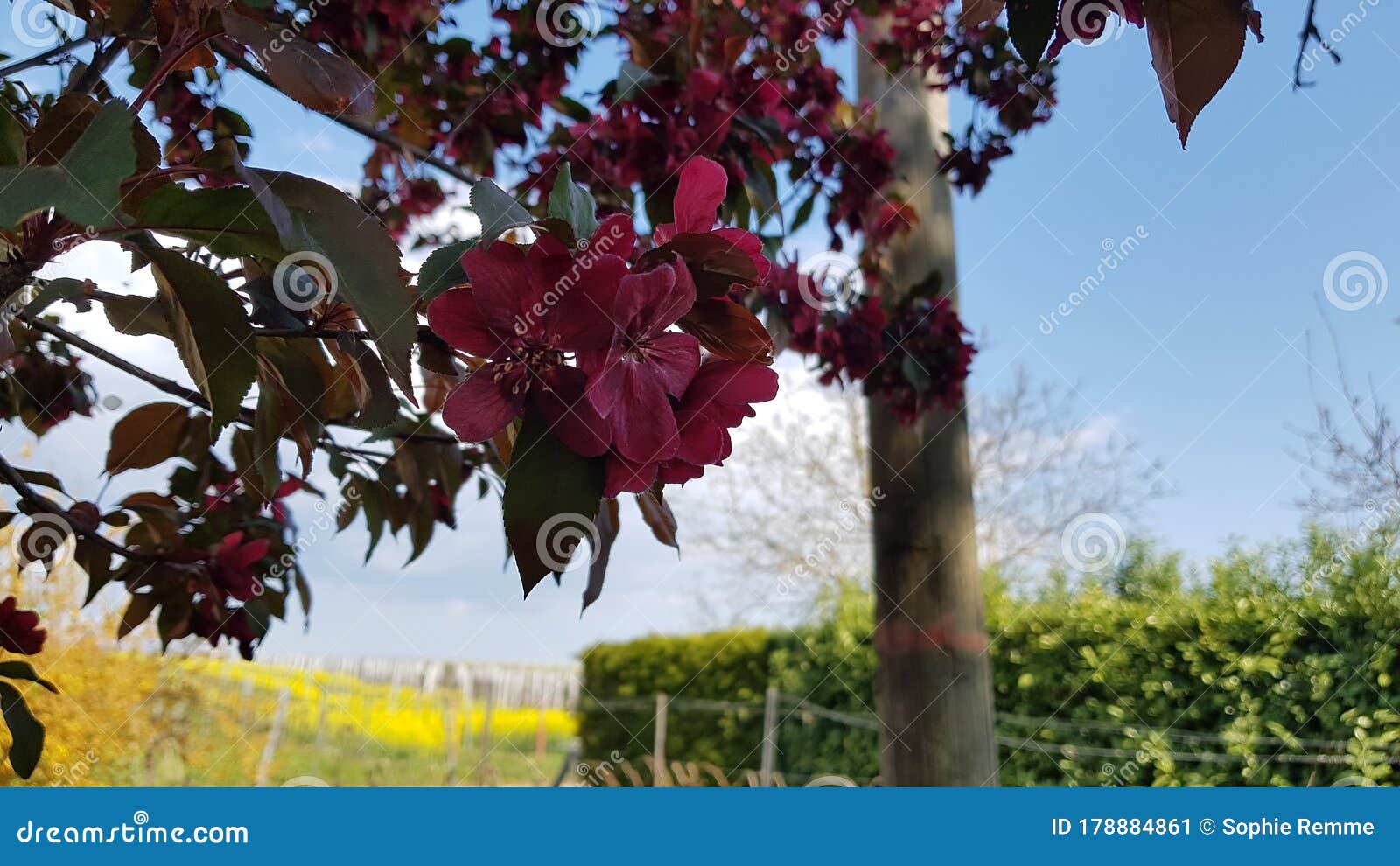 Blossum at a tree stock image. Image of produce, plant - 178884861
