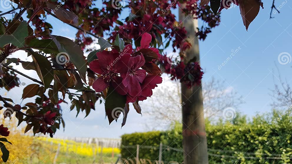 Blossum at a tree stock image. Image of produce, plant - 178884861