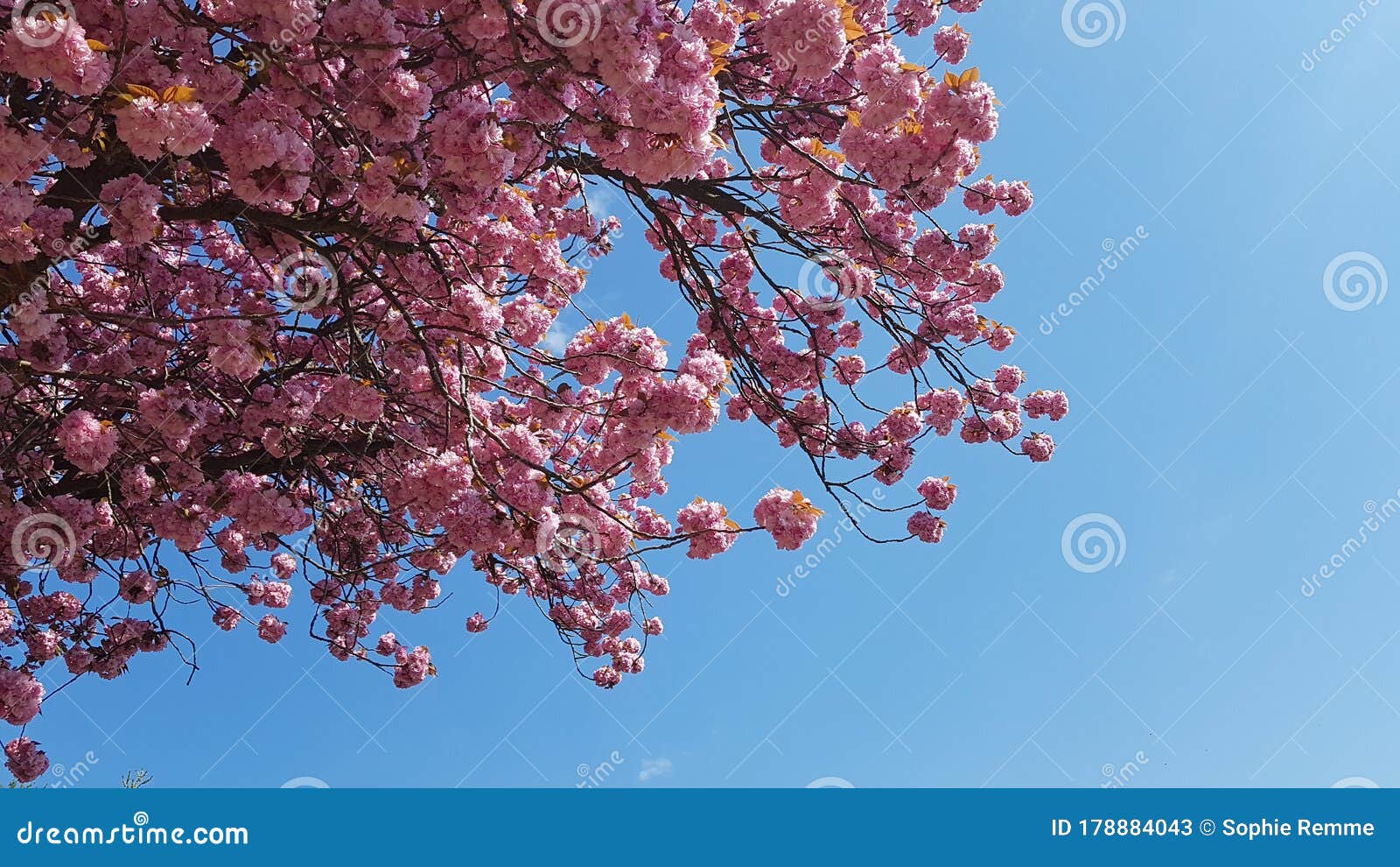 Blossum at a tree stock image. Image of blossum, almond - 178884043