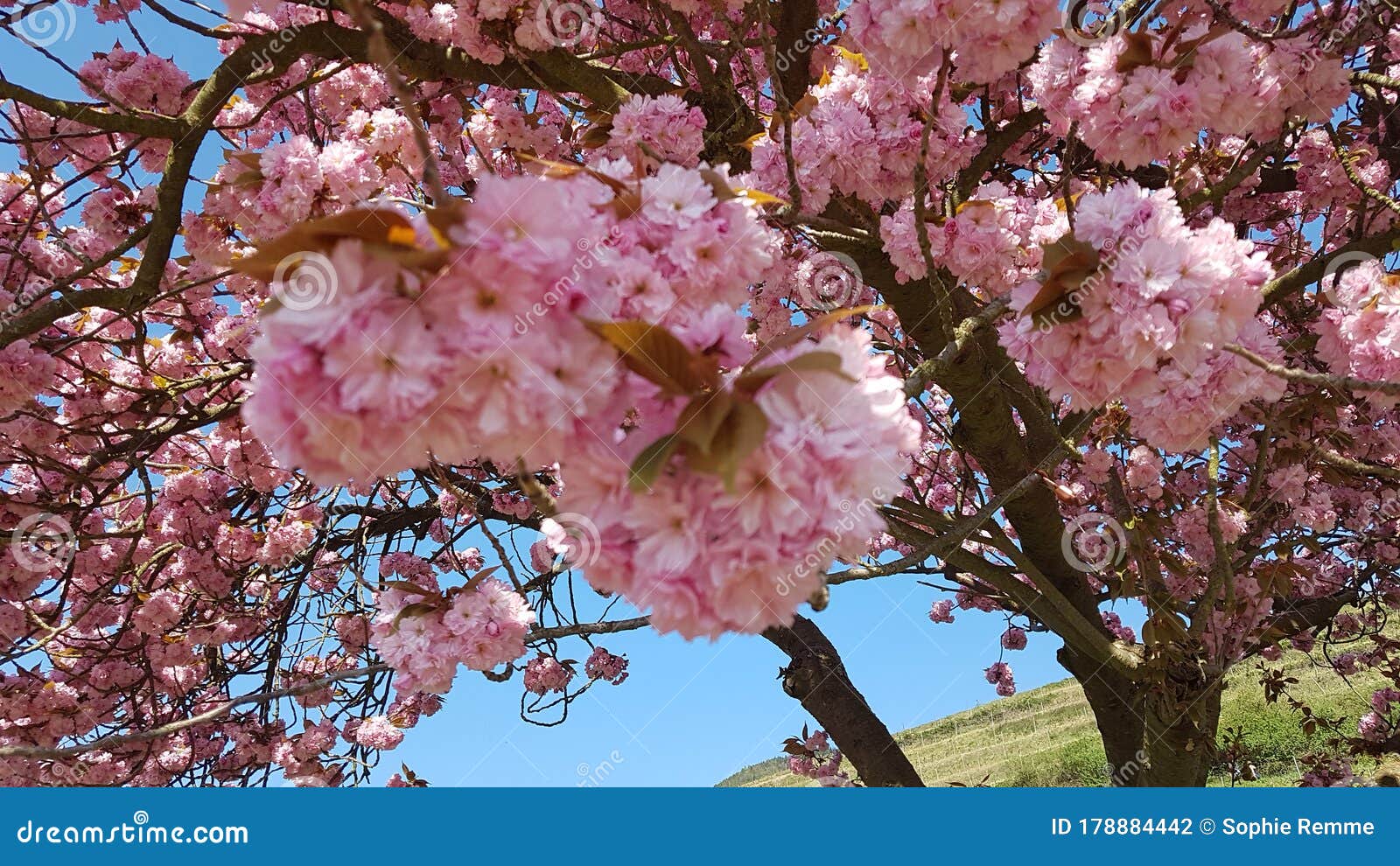 Blossum at a tree stock photo. Image of nature, pink - 178884442