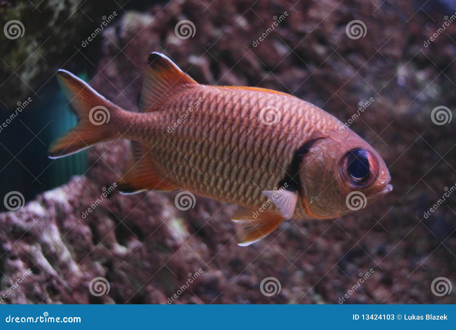 Blotch eye soldierfish stock image. Image of fish, scale - 13424103