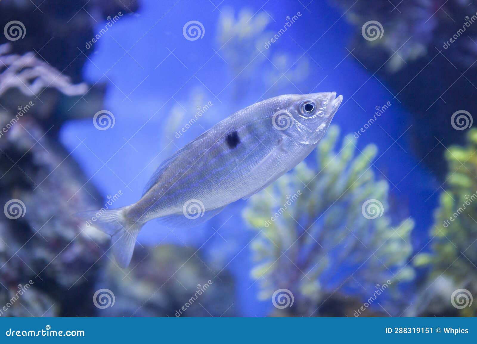 Maena Swimming Stock Photos - Free & Royalty-Free Stock Photos from ...