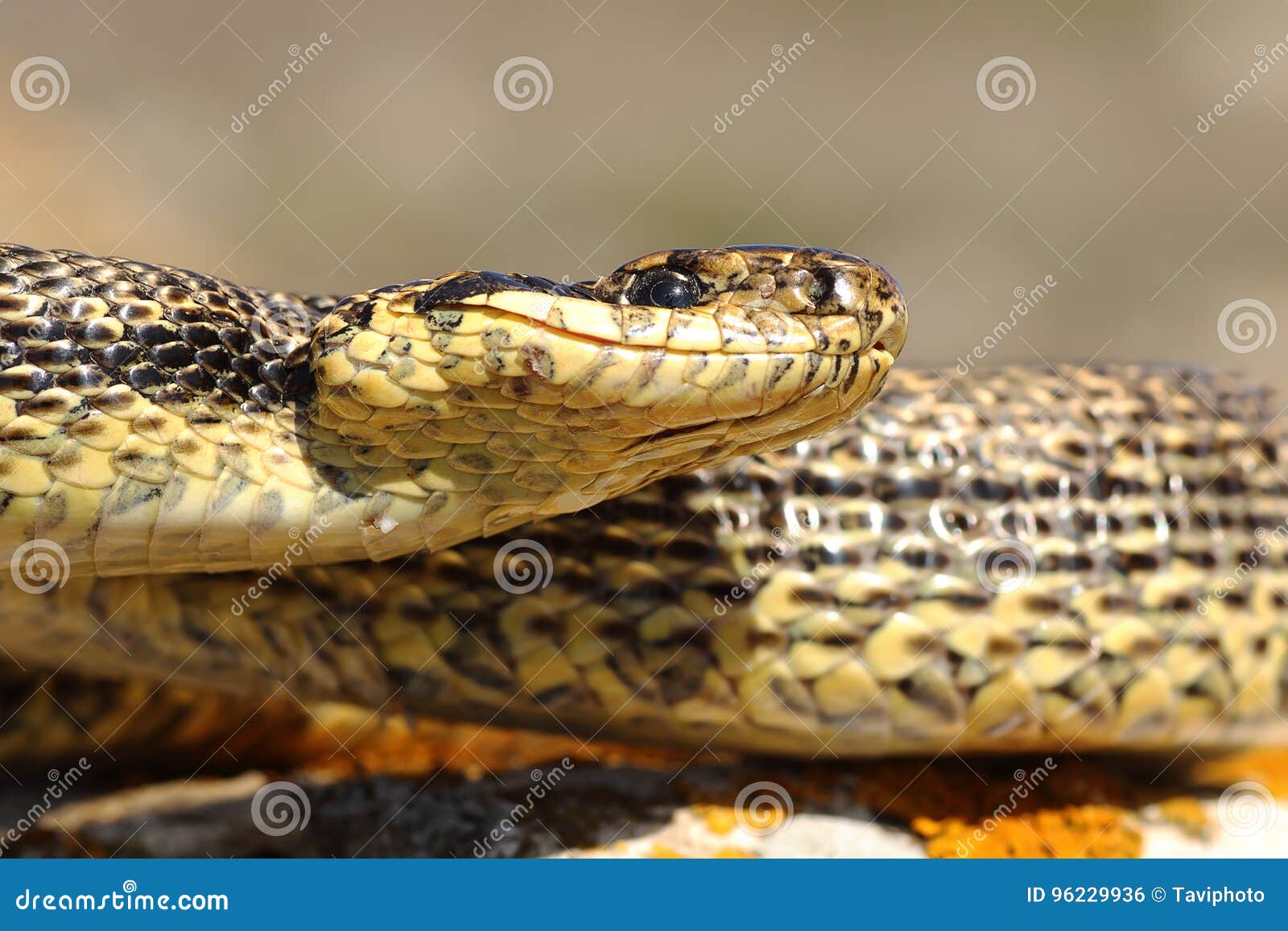 Blotched snake macro image stock photo. Image of animal - 96229936