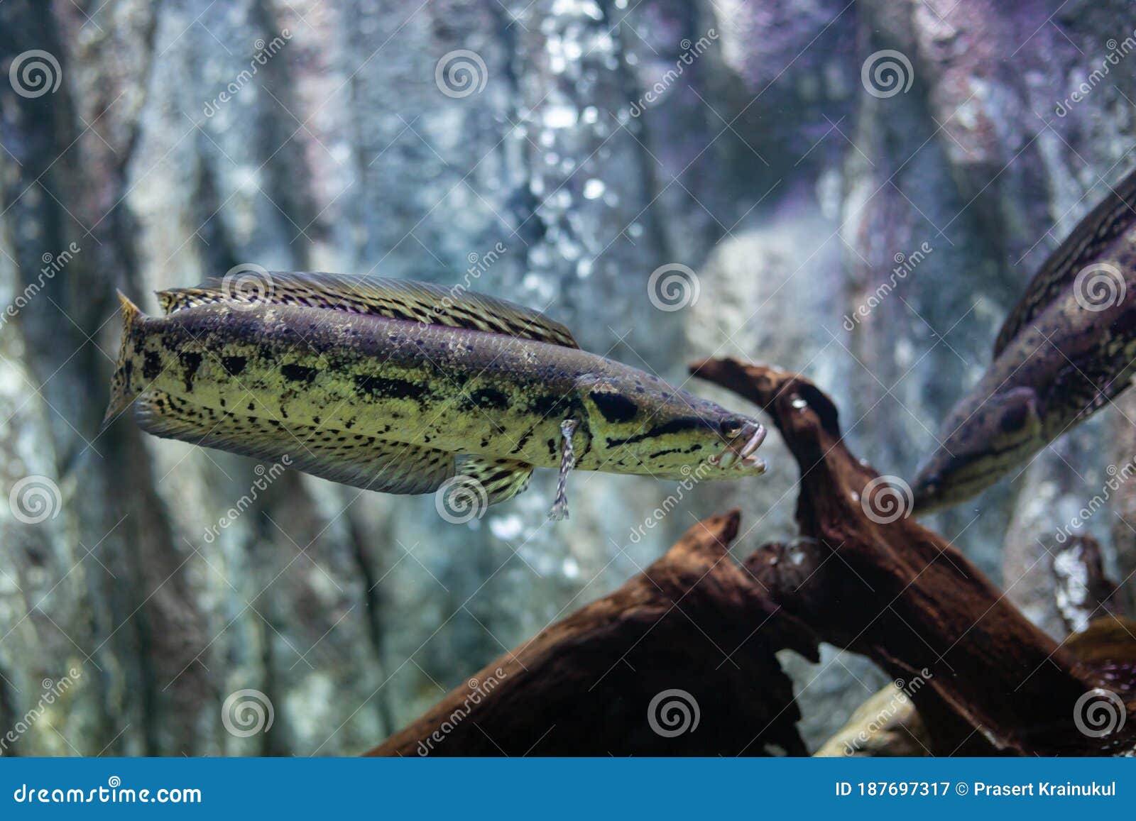 Thailand Big Snakehead Fish Isolated On White Background Royalty-Free ...