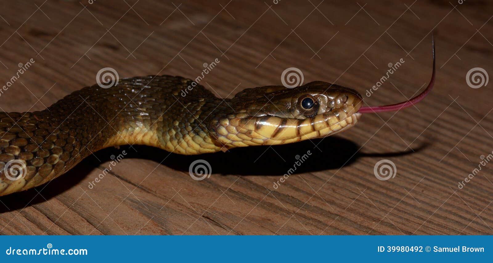 Blotched watersnake stock photo. Image of nature, defense - 39980492