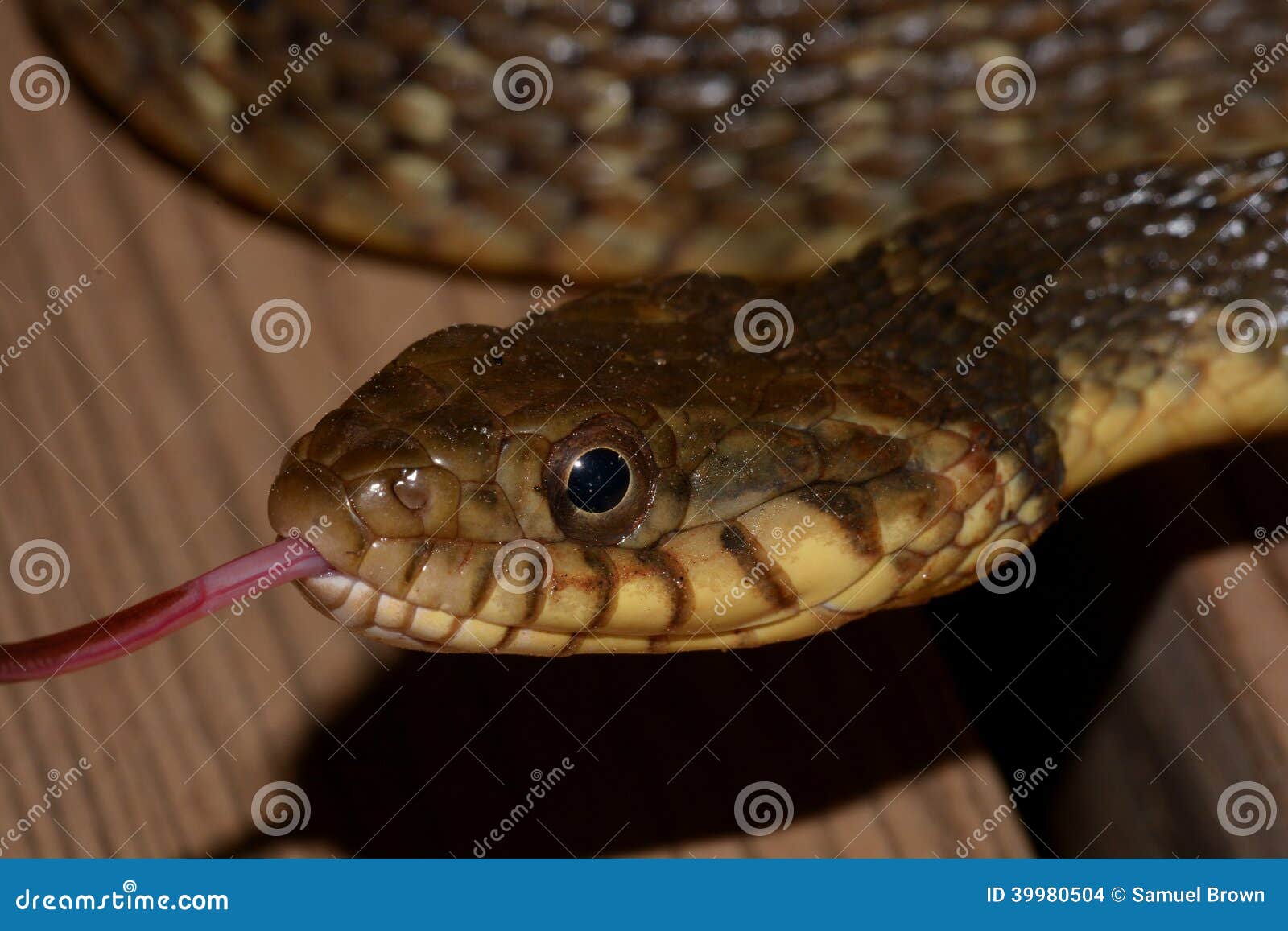 Blotched watersnake stock photo. Image of dirt, water - 39980504