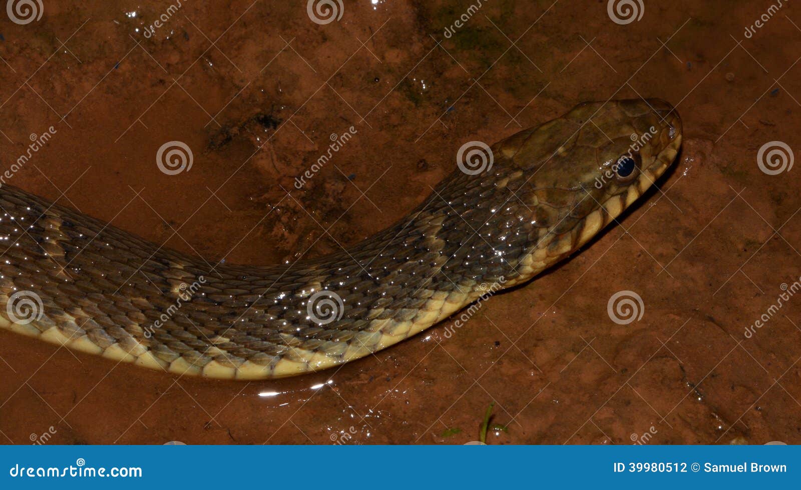 Blotched Watersnake Stock Photography | CartoonDealer.com #39980504