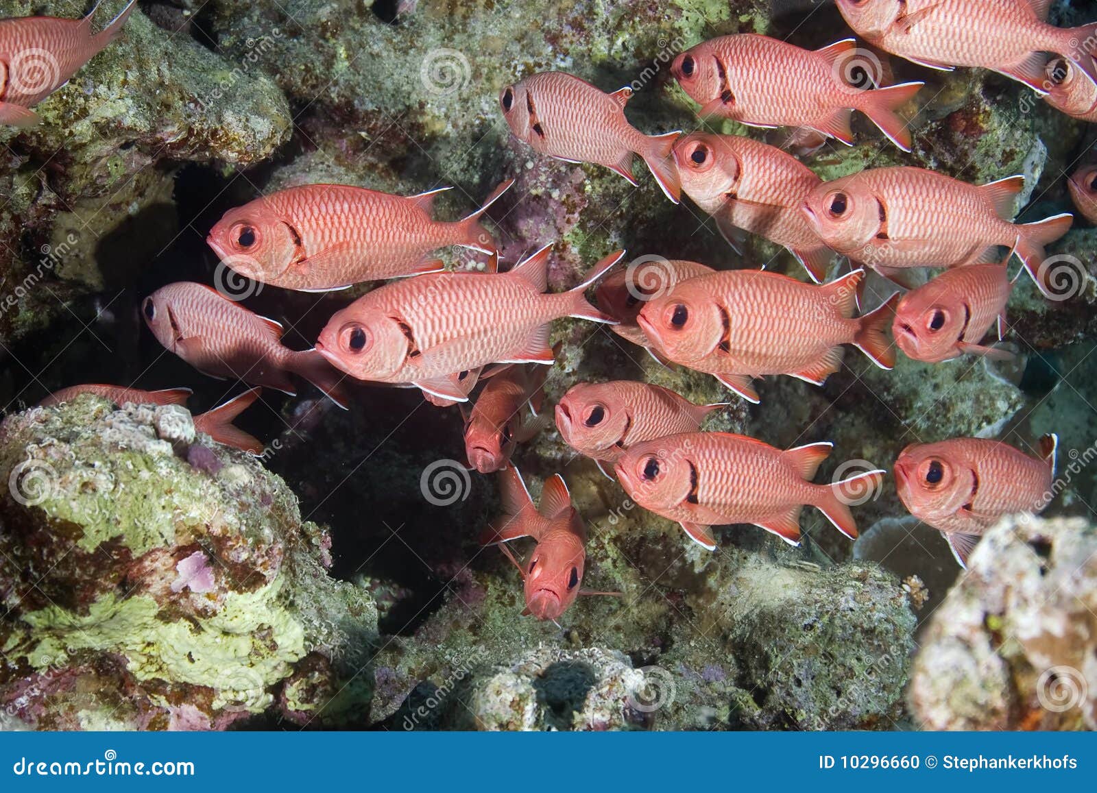 Blotcheye soldierfish stock photo. Image of fish, hard - 10296660