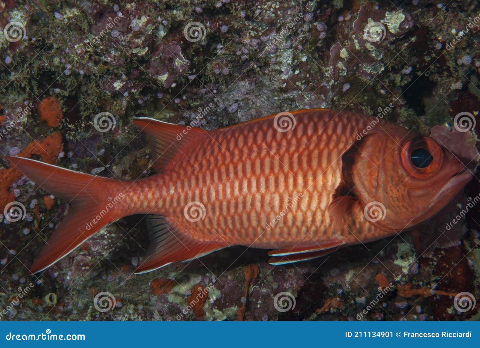 Fish Of The Red Sea, Blotcheye Soldierfish Royalty-Free Stock ...