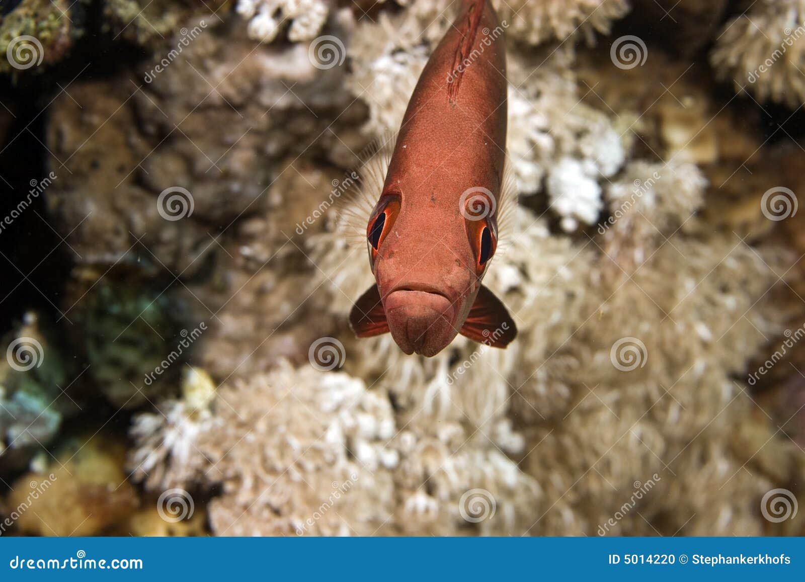 Fish Of The Red Sea, Blotcheye Soldierfish Royalty-Free Stock ...